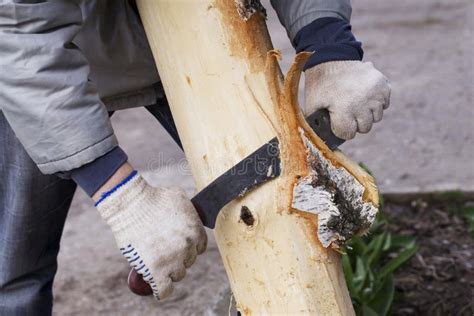 Man Removes The Bark Stock Image Image Of Hand Gardening 72641895