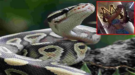 Python Attack కొండచిలువను ముద్దు పెట్టుకుంటూ సెల్ఫీ చివరకు ఈ యువతికి ఏమైందో చూస్తే