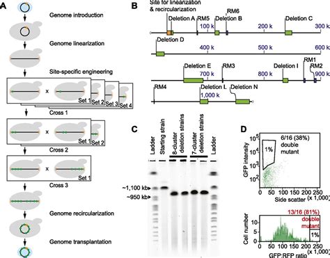Bacterial Genome Reduction Using The Progressive Clustering Of Deletions Via Yeast Sexual Cycling