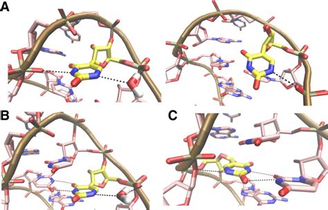 Structural And Dynamic Effects Of Pseudouridine Modifications On
