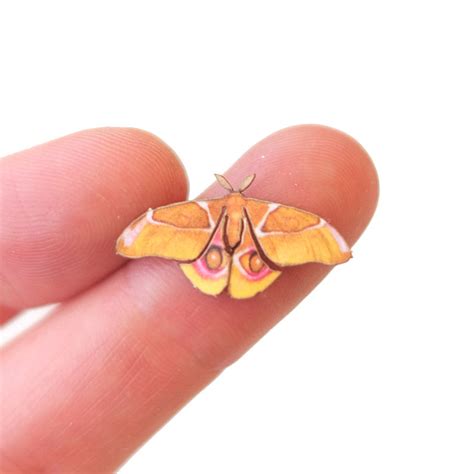 Micro Madagascan Bullseye Moth Moth And Myth
