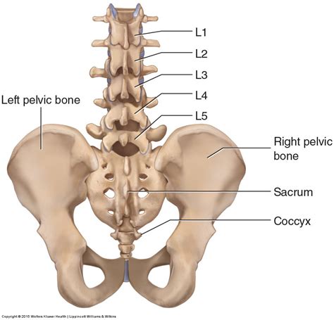 What Is Spinal Joint Dysfunction
