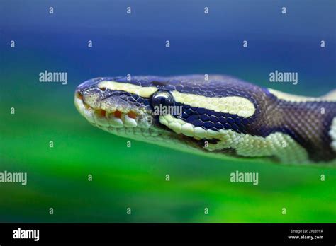 Royal Python Python Regius Adult Snake Head Portrait England United Kingdom Captive Stock