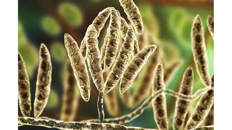 Mycotoxins Hrvoje Domić