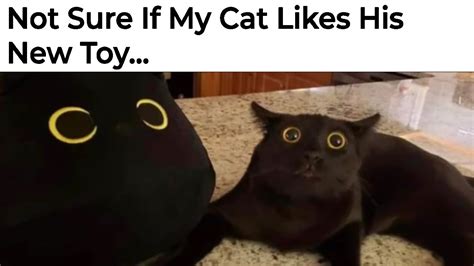 Funny Cat Memes Youtube