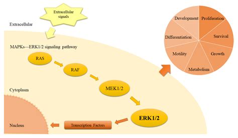 Design Synthesis And Antitumor Activity Evaluation Of Proteolysis