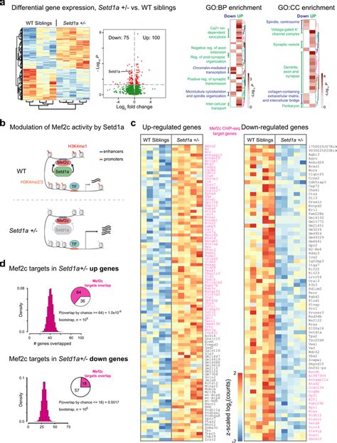Characterization Of Gene Expression Differences In Setd1a And WT