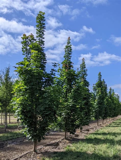 Columnar Norway Maple Niagara Tree Company
