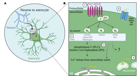 Figure From From Synapses To Circuits Astrocytes Regulate Behavior Semantic Scholar