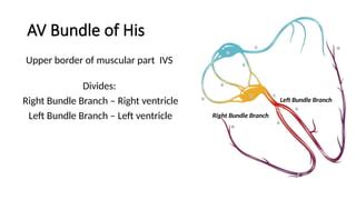 Conducting System Of Heart Nerve Supplypptx