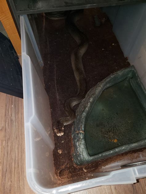 Motley Reticulated Python Traits Morphpedia