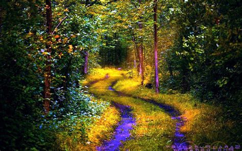 Forest Path Wallpaper 55 Images
