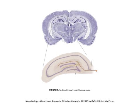 Rat Hippocampus Diagram Quizlet