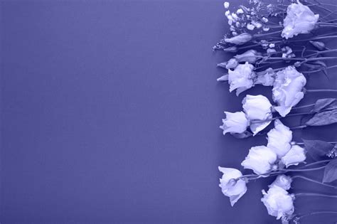 녹색 배경에 레몬 흰색과 녹색 장미 엽서 복사 공간 상단 보기 모의 2022년에 대한 스톡 사진 및 기타 이미지 2022년 거친 계절 Istock