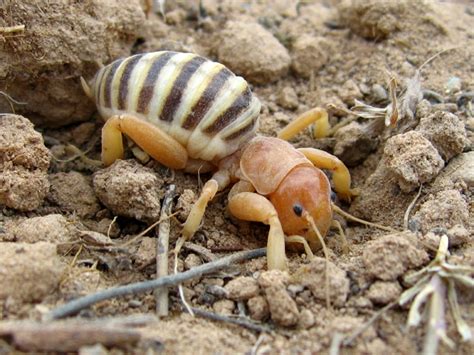 What Is A Jerusalem Cricket Alta Pest Control