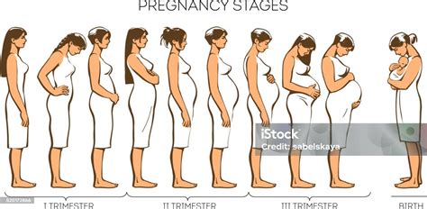 All Stages Of Pregnancy FĒnom Womens Care ® Pregnancy