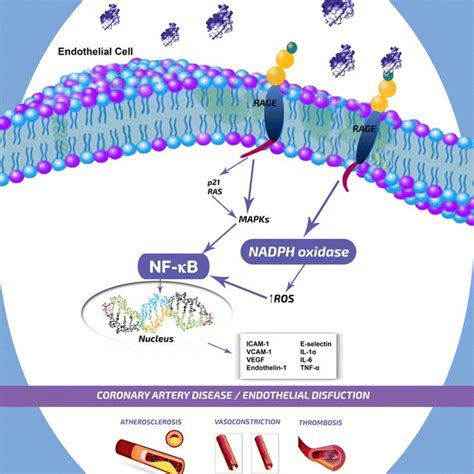 Interaction Of Ages With Rage Age Advanced Glycation End Product Download Scientific