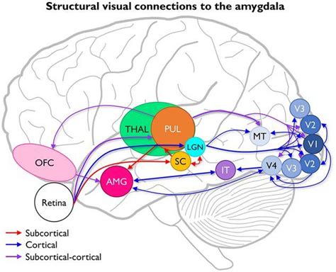How Does Brainspotting And Emdr Work In The Brain