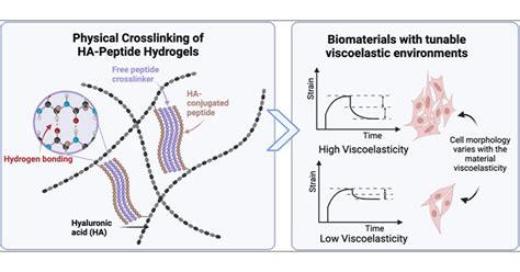 Viscoelastic Supramolecular Hyaluronan Peptide Cross Linked Hydrogels Biomacromolecules