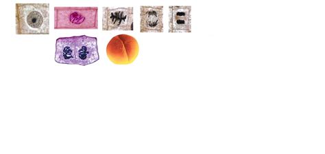 AP Bio Cell Signaling Cell Cycle Review Diagram Quizlet