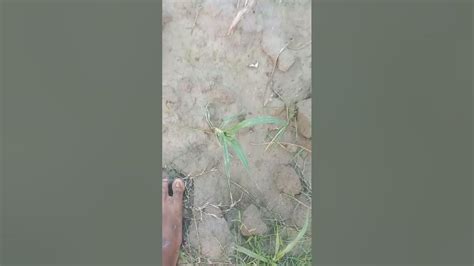 চলুন দেখে নেই ঘাস কাটার ৪০ দিন পর আবার ঘাস কাটা যাবে কিনা Youtube