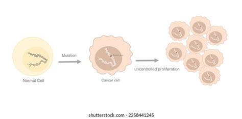 47 Cells Proliferation Icon Stock Vectors And Vector Art Shutterstock