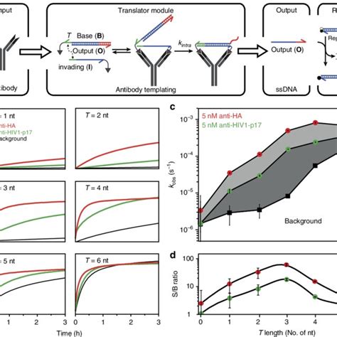 Pdf Antibody Controlled Actuation Of Dna Based Molecular Circuits