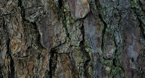 What Is The Difference Between Crustaceans And Shellfish Difference