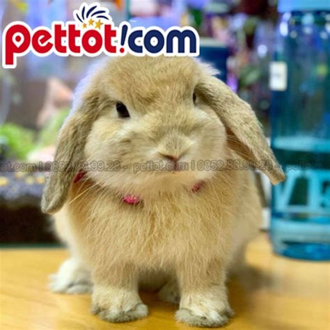 ảnh Tip Hướng Dẫn Chọn Thỏ Mini Khỏe Mạnh Min Shop Thú