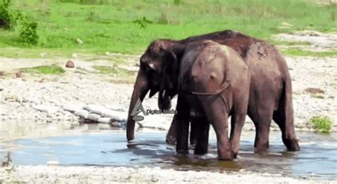 Deforestation Decreasing Water Level Becoming The Reason Of Movement Of Elephant In Jalpaiguri