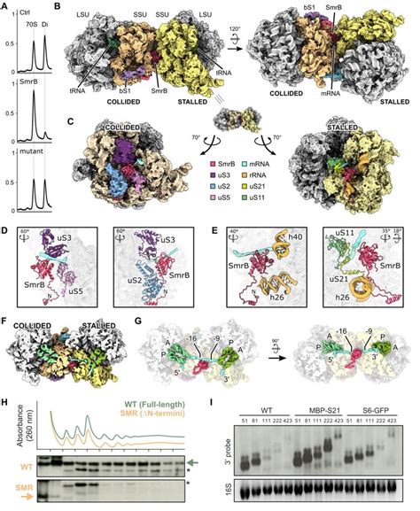 Cryo Em Structure Of The Smrb Bound E Coli Disome A Disome Nuclease