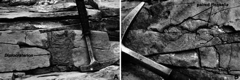 Trace Fossils From Inter Reef Lithologies A Large Diplocraterion From