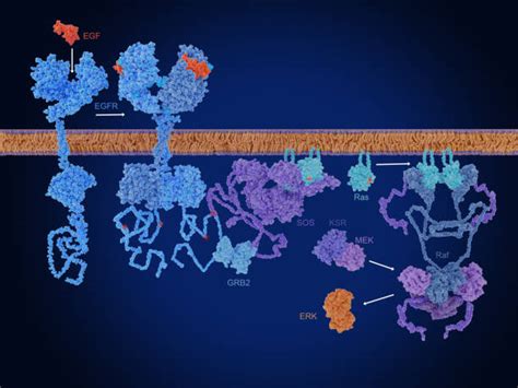 30 Cell Proliferation Foto Foto Stok Potret And Gambar Bebas Royalti