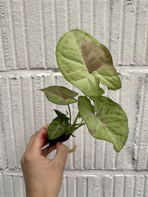 Syngonium Milk Confetti | Harmony Plants