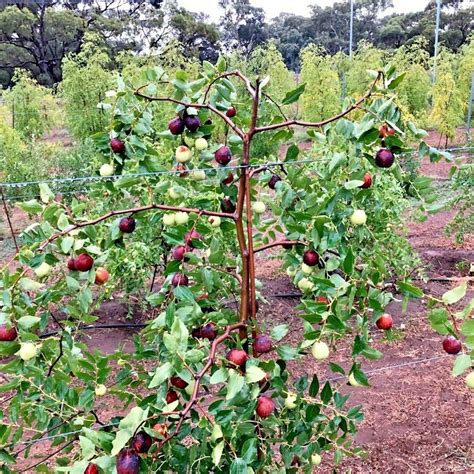 Jujubes Tree