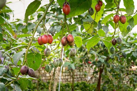 Tamarillo How To Grow And Care For The Tree Tomato Plantura