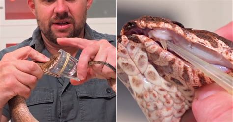 Descubren En Australia Una Serpiente Venenosa Con Tres Colmillos Que