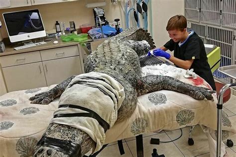 Vtipn A Srdcerv Ce Fotografie Zvierat Z Veterin Rnych Klin K Topdesa