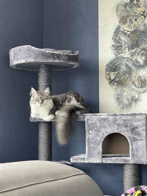 He Grew Into His Tail Scrolller