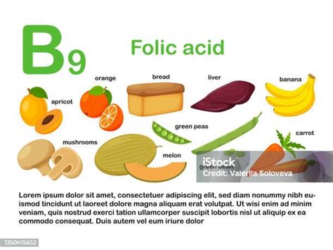 비타민 B9가 함유된 식품이 있는 직사각형 포스터 엽산 의학 다이어트 건강한 식생활 인포그래픽 이름이 있는 제품입니다 흰색 배경에 고립 된 플랫 만화 음식 일러스트 레이션