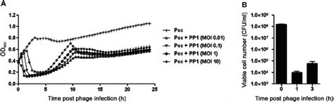 Lytic Activity Of Bacteriophage Pp1 Against P Carotovorum Subsp Download Scientific Diagram