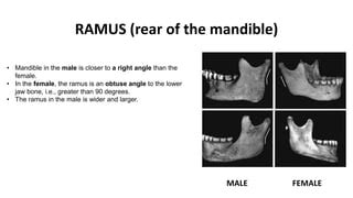 Skull And Mandible 2 Pptx