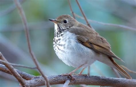 Classes And Field Trips Bird Alliance Of Oregon