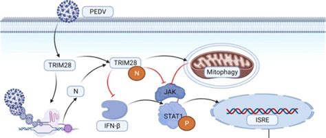 Int J Biol Macromol Trim28通过线粒体自噬抑制jak Stat1通路进而促进pedv复制 研究 诱导 结果