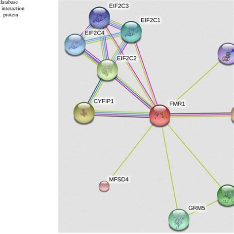 String Database Generated Protein Interaction Network Of Fmr1 Protein Download Scientific Diagram