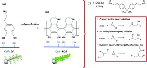 Cellulose Fiber Modification And Formulation Of Composites With Epoxy Download Scientific
