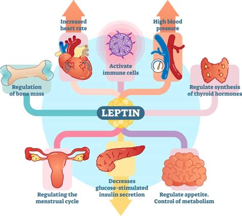 Leptin Deficiency And Resistance What You Need To Know Laura Cipullo