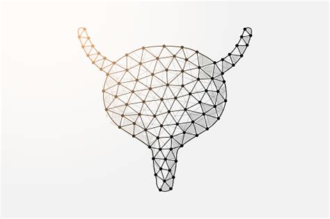 블래더 3d 연결된 점이있는 낮은 폴리 기호 생식 기관 인간 이식 디자인 그림 장기 해부학 다각형 와이어프레임 비뇨기계통에 대한 스톡 벡터 아트 및 기타 이미지 Istock