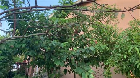 How To Prune Jujube Tree Youtube