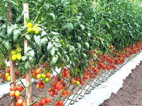 How Tall Do Roma Tomato Plants Grow [plant Size Guide]